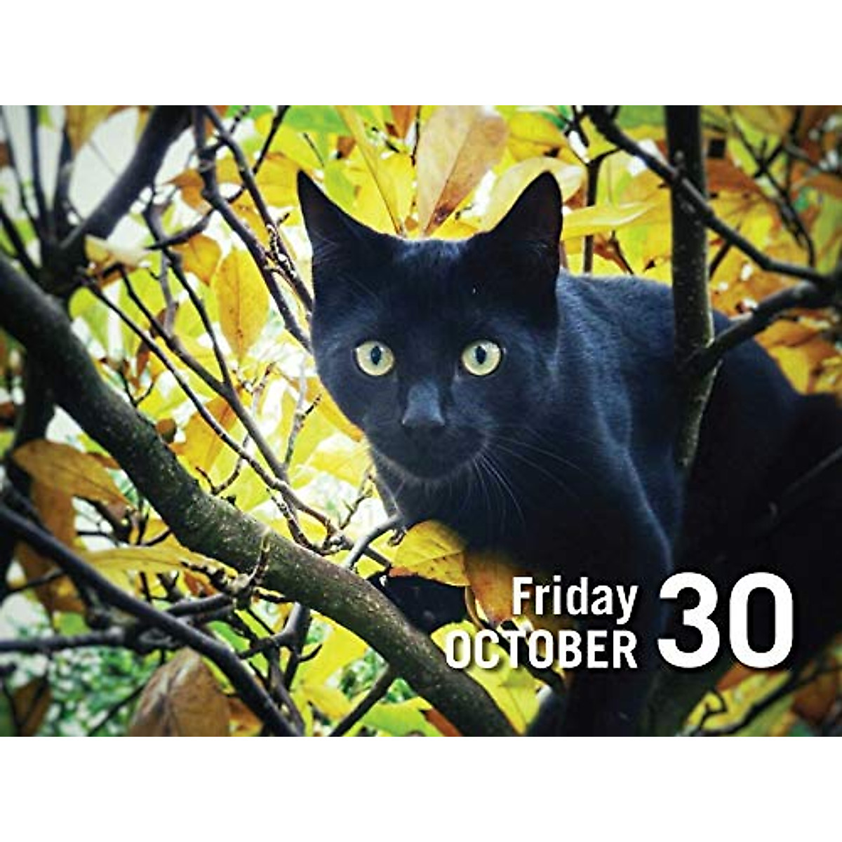 Cats 2020 Mini Day-to-Day Calendar