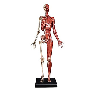Anatomy Model Female Anatomy Figure - Human Muscle Skeleton Painting Model Human Anatomical Muscle Bone Ecorche and Skin Model Reference for Artist