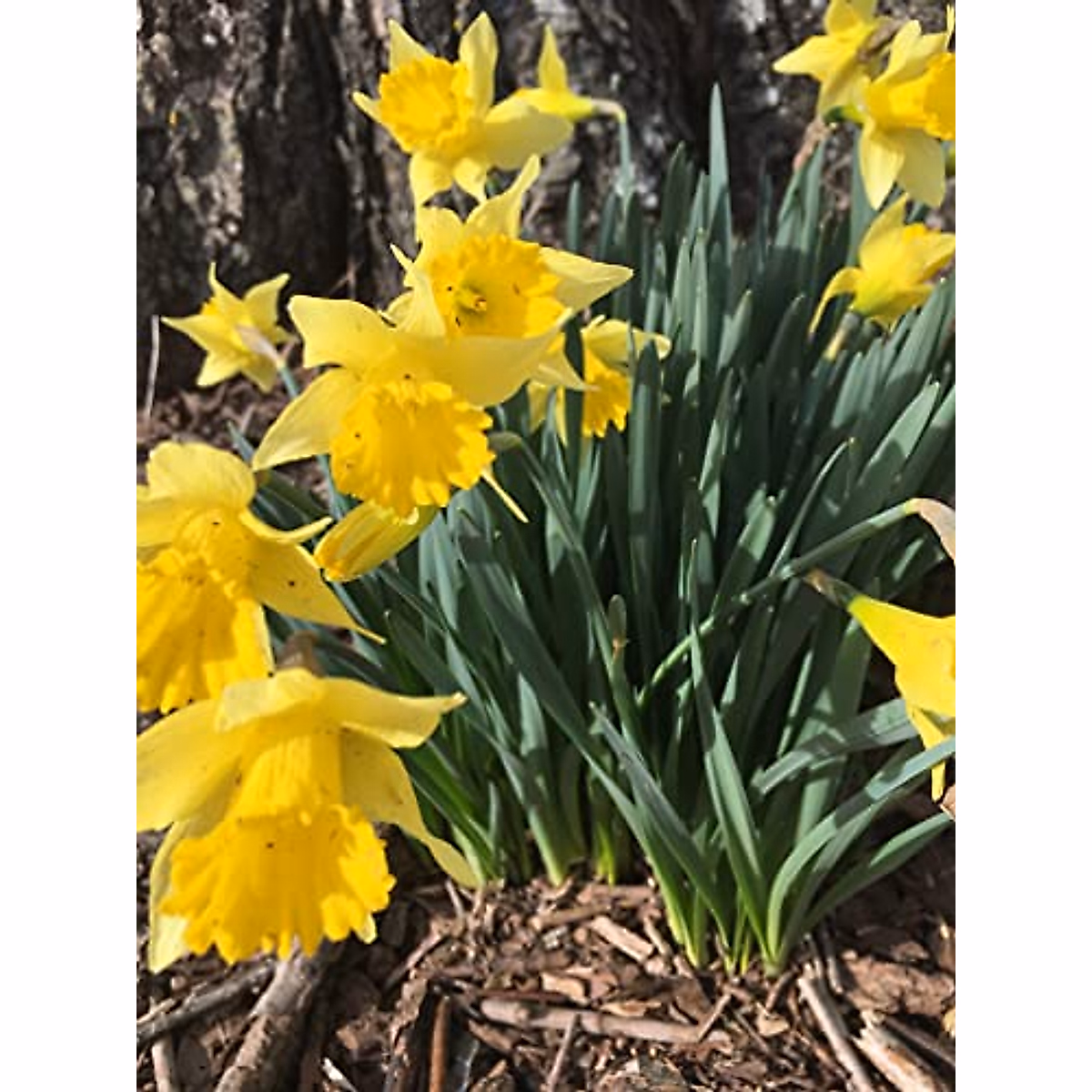 Dutch Master Daffodils (25 Bulbs) - Yellow Daffodil Narcissus Bulbs