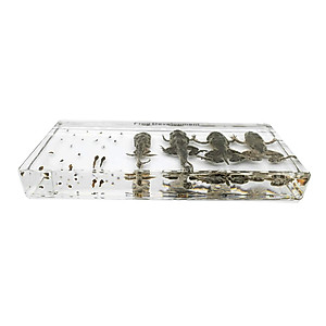 Lifecycle of a Frog Development Paperweight Specimens Paperweight Science Classroom Animal Specimen for Science Education