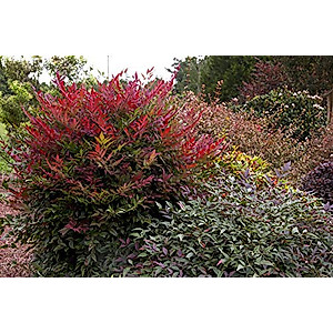 2 Gal. Obsession Nandina Shrub