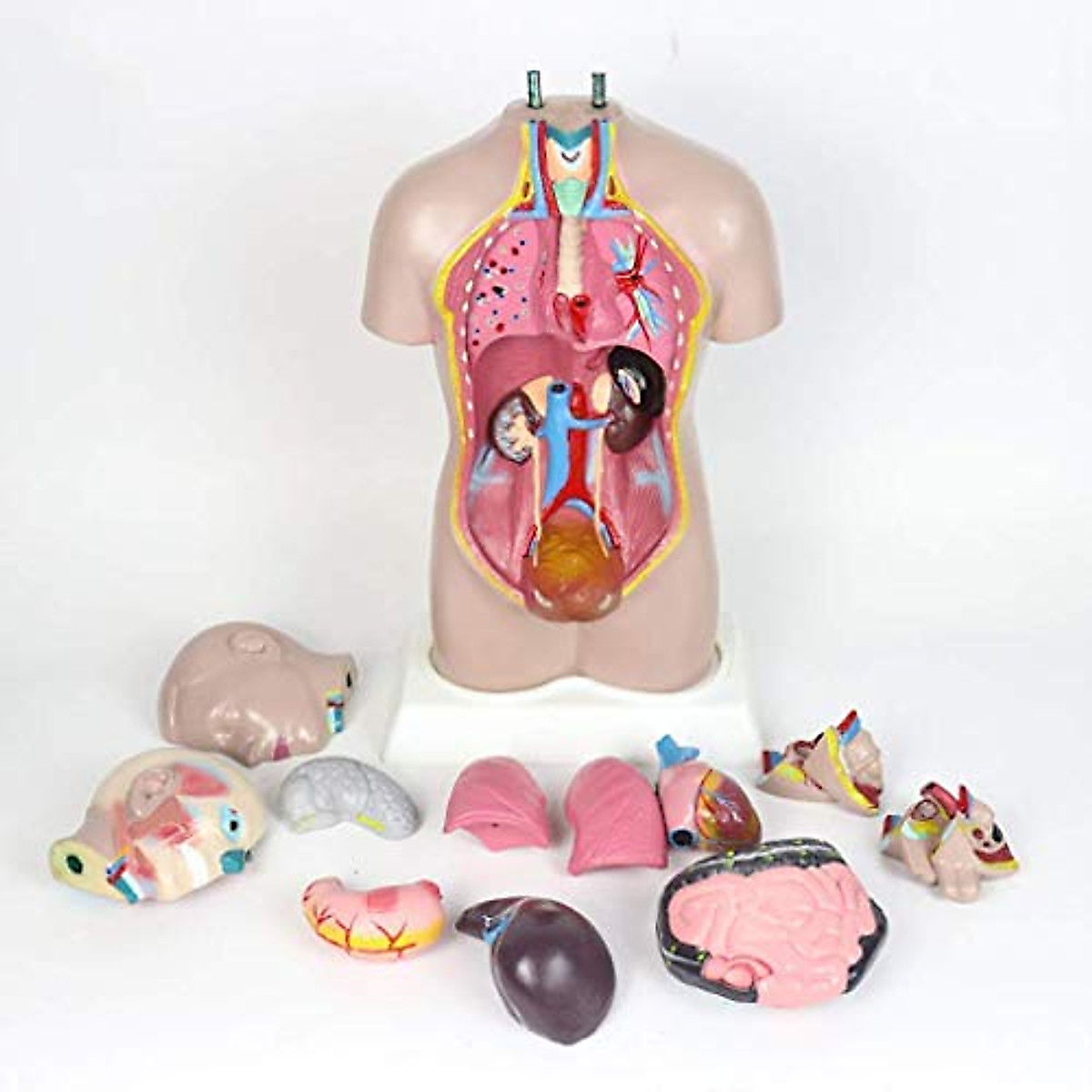 KINOFU Educational Model, Assembly Educational Model 42Cm Human Torso Anatomy Model Human Internal Organs Anatomical Model for Teaching Aids for School,Education Teaching Aids
