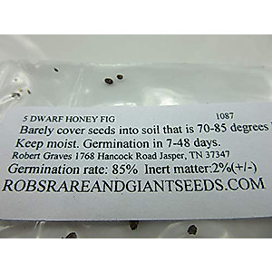 1087-Dwarf Honey Fig (Ficus carica) Seeds by Robsrareandgiantseeds UPC0764425786764 Non-GMO,Organic,Historic,Bonsai, 1087 Package of 5 Seeds