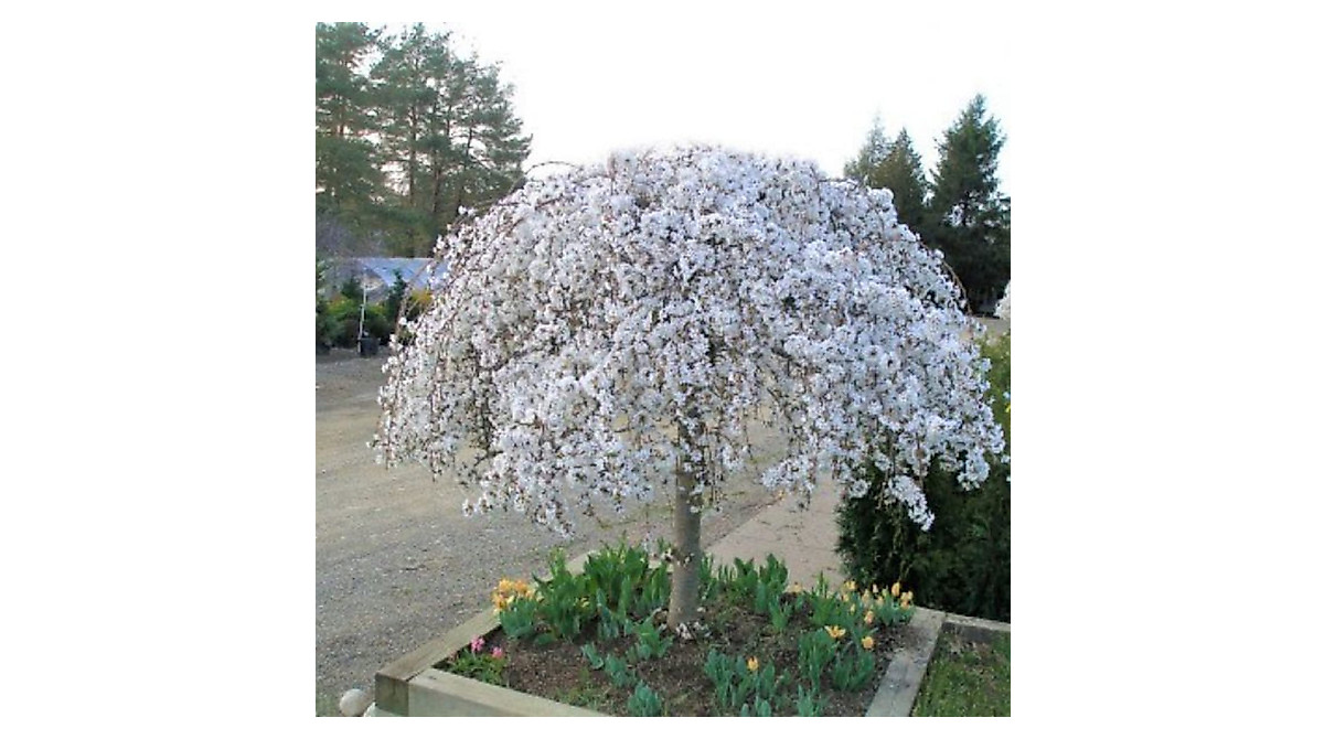 CHUXAY GARDEN Dwarf Weeping White Cherry Tree 5 Seeds Beauty White ...