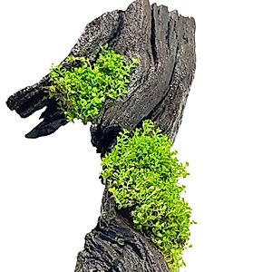 Mainam Dwarf Baby Tears on Driftwood Hemianthus Callitrichoides Freshwater Live Aquarium Plant Decorations 3 Days Guarantee