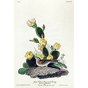 Grass Finch or Bay-winged Bunting. From"The Birds of America" (Amsterdam Edition)