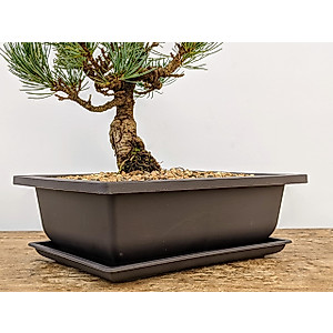 Tinyroots Bonsai Pots with Humidity Trays - Training Planters, Built in Mesh, 6-inch and 8-inch