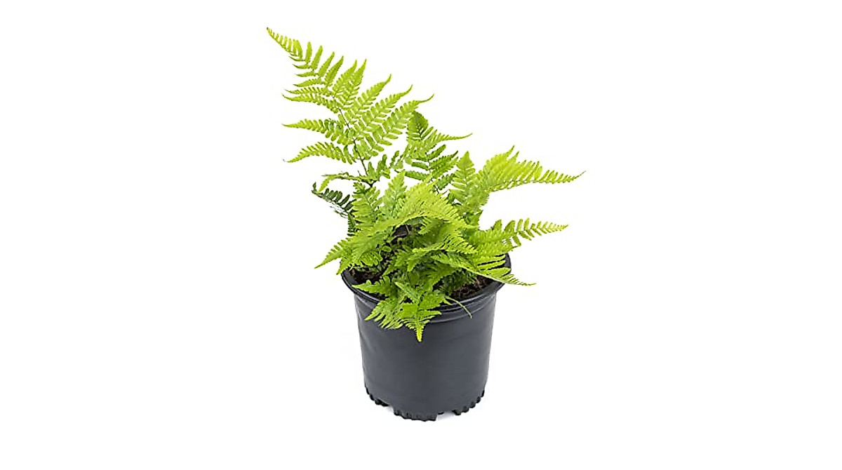 Autumn Fern Plants - Low Maintenance Shade Perennials for Outdoors