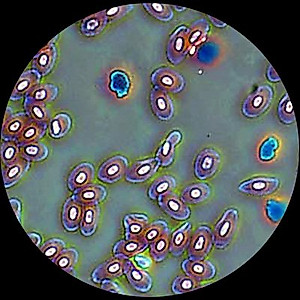 AmScope T690C-PCT200-PL Phase-Contrast Trinocular Compound Microscope, 40X-2500X Magnification, WH10x and WH25x Super-Widefield Eyepieces, Infinity Plan Achromatic Objectives, Brightfield, Kohler Condenser, Double-Layer Mechanical Stage, Includes 4 Phase