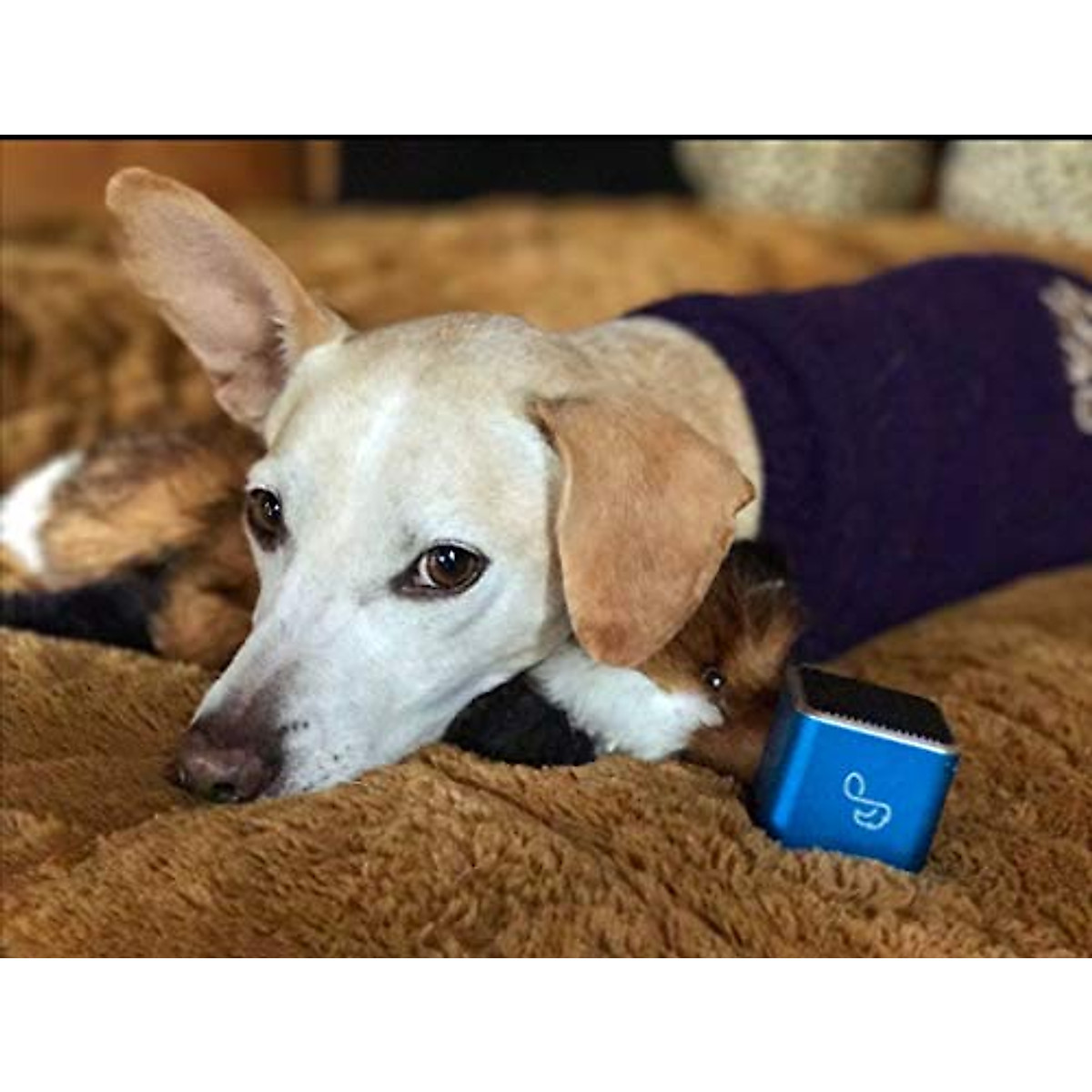 Pet Tunes Bluetooth Speaker Preloaded with Calming Canine Music