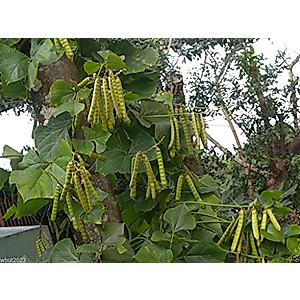 True Jicama Seeds,Pachyrhizus erosus a.K.a,Climbing Yam Bean, Mexican Turnip(40 Seeds)