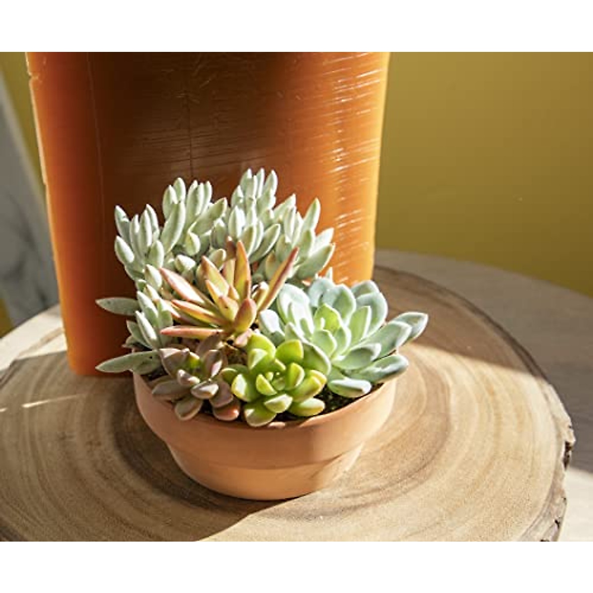 Live Succulents Assortment in Clay Pot, Garden Succulent Planter, Unique Gardening Gifts for Plant Lovers, Live Succulent Plants Live Plants, Live Succulents Plants Live Houseplants by Plants for Pets