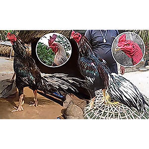 HULX POWER PLUS 100 TABLETS, Fast Increasing Energy Formula Rooster Booster Vitamins Health Chicken Supplement for Good Health, Build Muscle, Blood, Power Feed Poultry Bird Fighting Gamecocks Hen Food