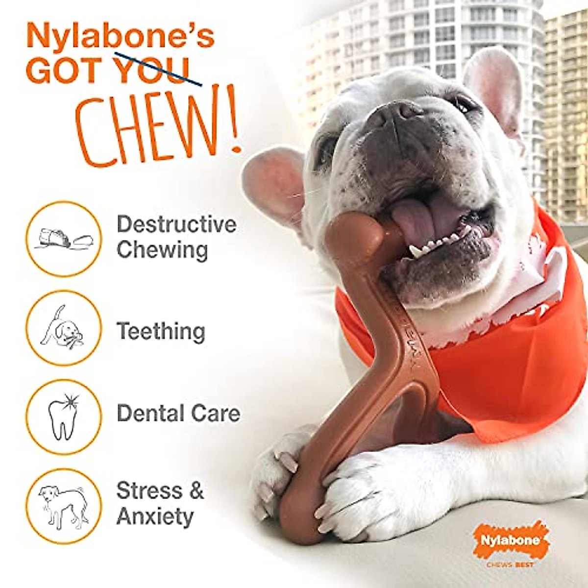 Nylabone Dura Chew Power Chew Textured Bone Flavor Medley Small/Regular (1 Count)
