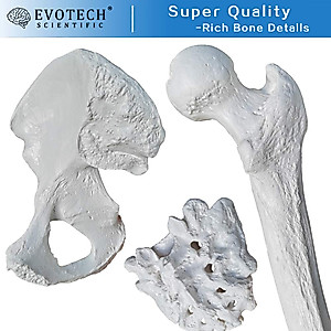 Evotech Disarticulated Human Skeleton Model For Anatomy 67 inch High, Full Size Skeleton Models with Skull, Spine, Bones, Articulated Hand & Foot, for Anatomy Medical Learning