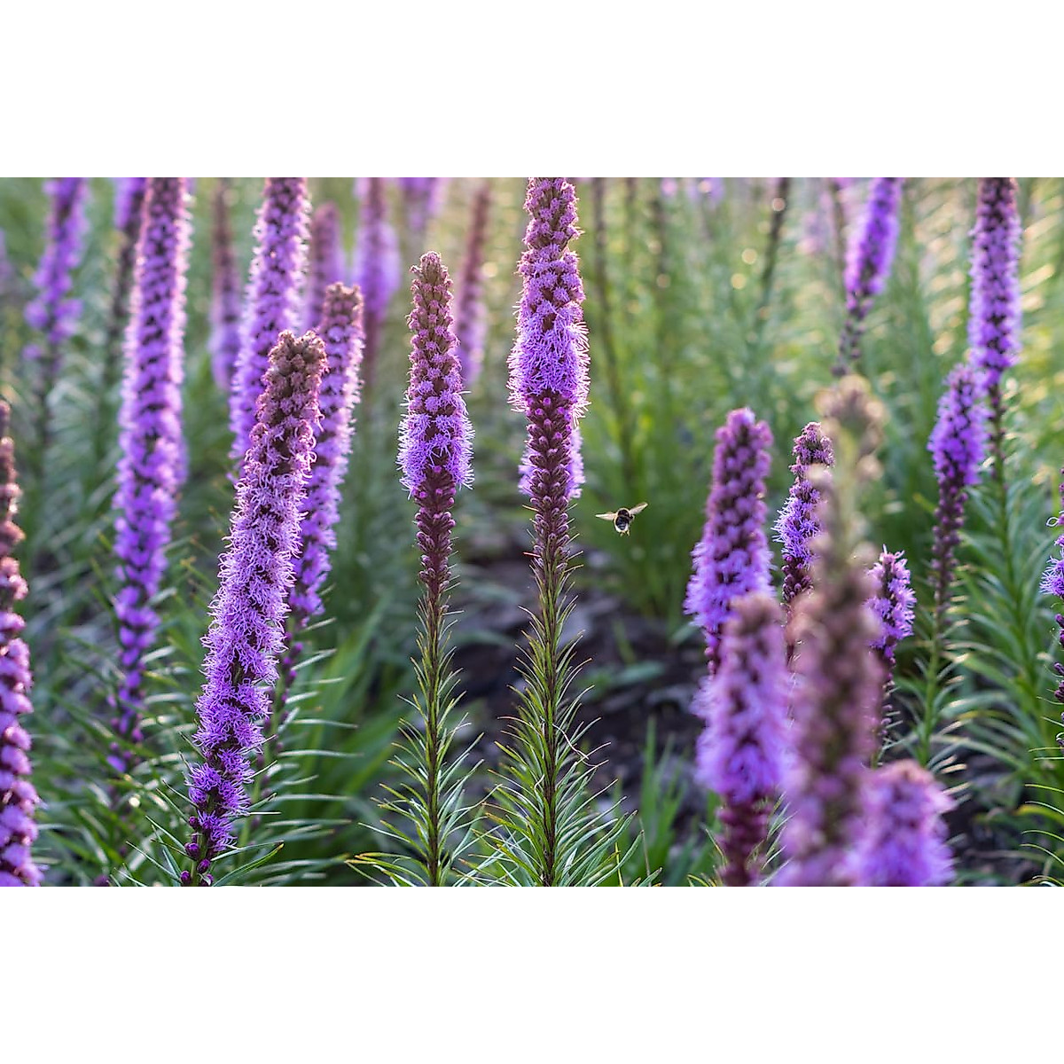 Purple Liatris Spicata - 5 Bulbs, Blazing Star Plant, Vibrant Perennial Liatris, Ideal for Garden Beds, Easy to Grow, Beautiful Vertical Flowers, Perfect for Borders and Landscapes