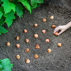 Burpee Perennial Tulip Mix | 20 Large Flowering Fall Bulbs for Planting, Multiple Colors