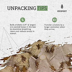 OVIPOST Live Crickets 3/4” Banded | 1000 Count | Live Crickets for Reptiles, Large Bulk Arrival of Large Banded Crickets - High Protein Live Feed Crickets, Bearded Dragon Food & Pet Food