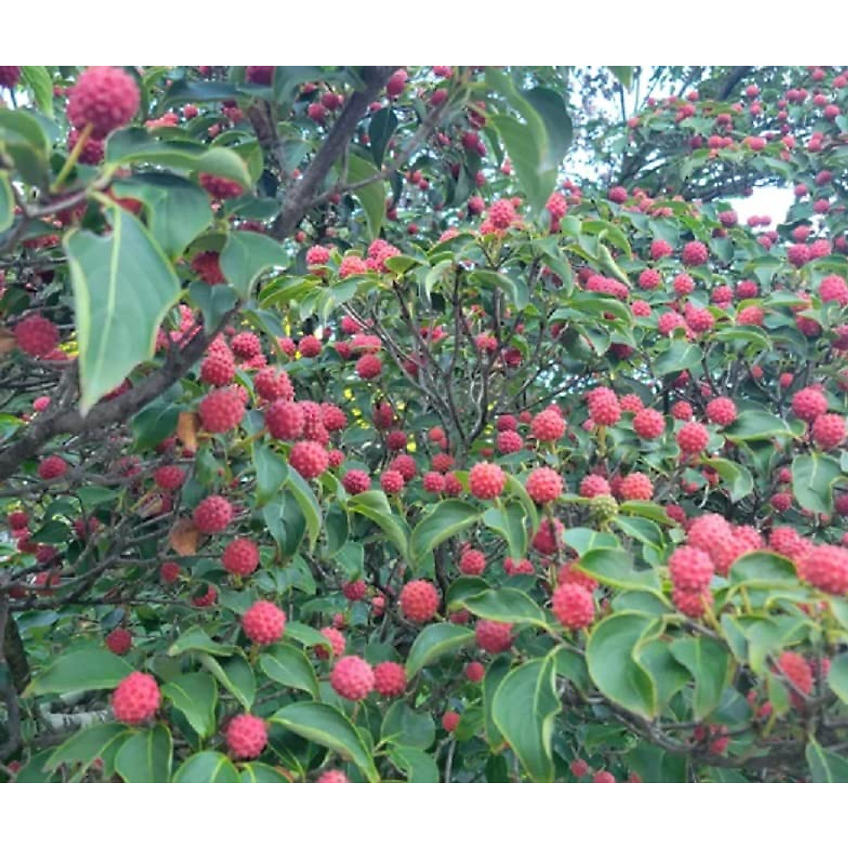 Kousa Dogwood Seeds for Planting - 30 Seeds - Cornus kousa