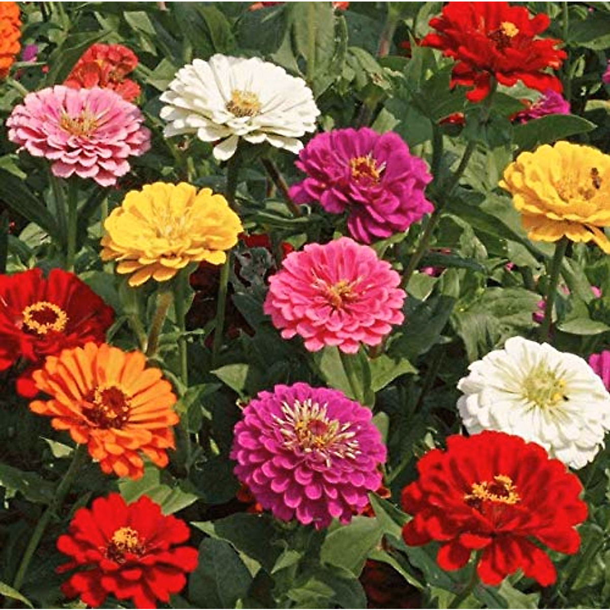 "California Giant Mix" Zinnia Seeds for Planting, 200+ Flower Seeds Per Packet, (Isla's Garden Seeds), Non GMO & Heirloom Seeds, Botanical Name: Zinnia elegans, Great Home Garden Gift