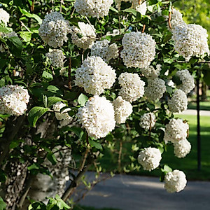 2 Japanese Snowball Viburnum Bushes Shrubs, Old Fashion Snowball Viburnum Plants 6-12 Inc Tall to Grow