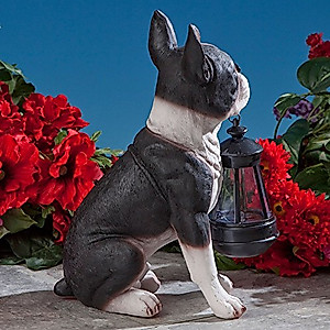 Bits and Pieces - Boston Terrier Solar Lantern Statue - Yard Decorations - Solar Powered Garden Lantern - Resin Dog Sculpture - Outdoor LED Lighting