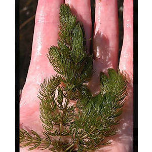 Marcus Fish Tanks Hornwort Coontail Ceratophyllum Easy Live Aquarium Plant Oxygenating Pond Plant Buy 2 GET 1 Extra
