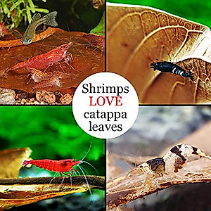 JOR 12 Pack Water Conditioner Leaves for Freshwater Betta & Shrimp Aquarium, Fin Rot Treatment 4-7 Inches Long Indian Almond Leaves, Leaf Lowers Tank's pH, Helps In Successful Breeding, Aquarium Décor