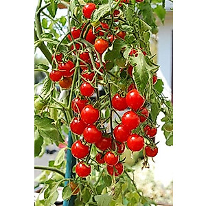 Super Sweet 100 Hybrid Tomato - Amazingly Sweet Long pendulous Clusters(25 - Seeds)