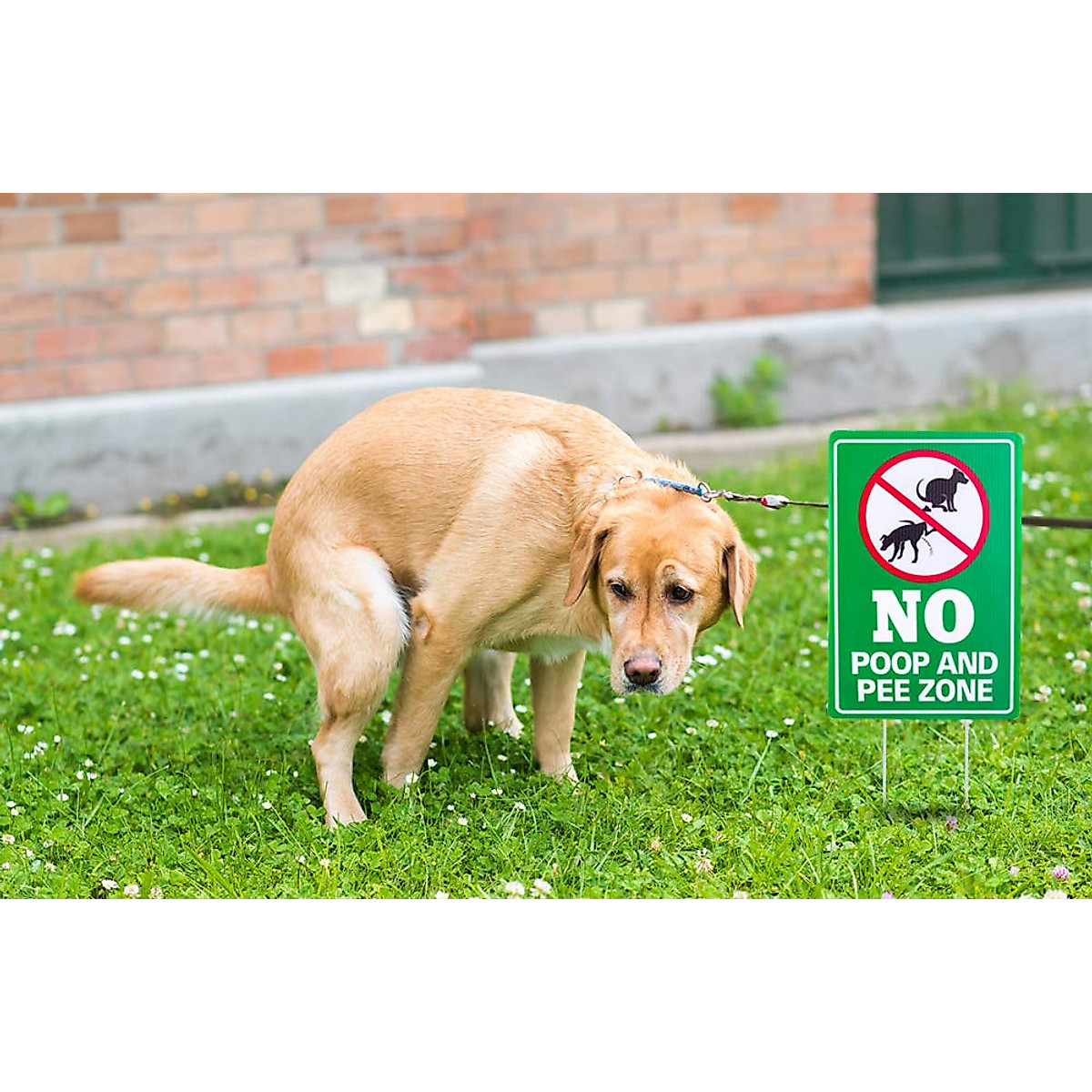 WaaHome Double Side No Poop and Pee Zone Yard Signs with Stakes, 8''X12'' No Pooping Dog Sign