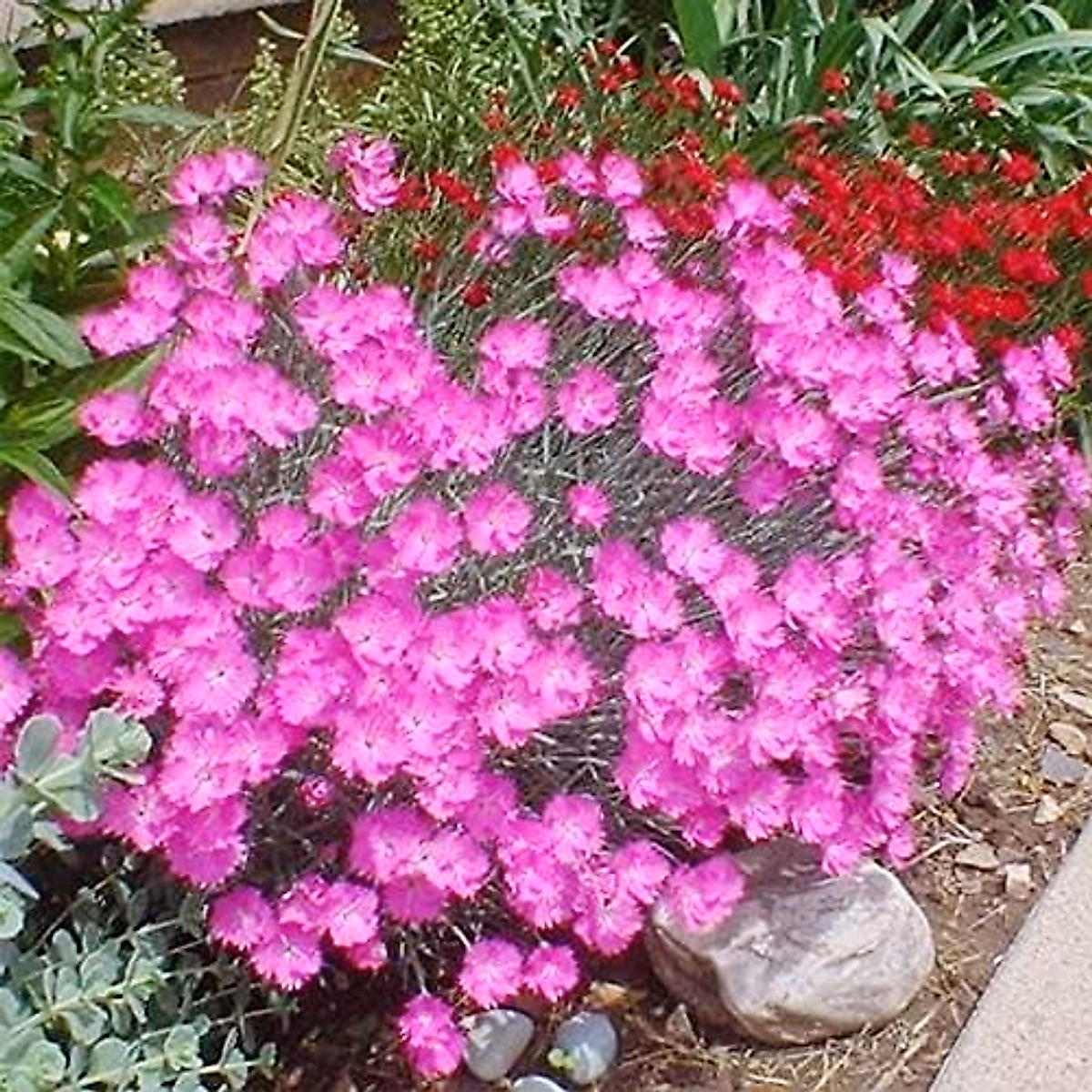 QAUZUY GARDEN 100 Seeds Pink Dianthus Cheddar Pinks Carnation Sweet William Seeds Perennial Flower Heirloom Ground Cover Easy to Grow