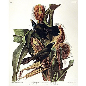 Purple Grakle or Common Crow Blackbird. From"The Birds of America" (Amsterdam Edition)