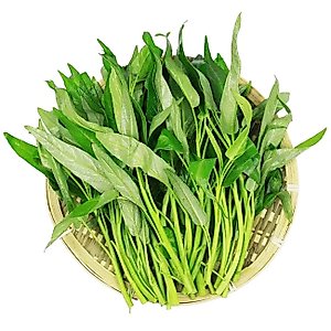 1200+ Kong Xin CAI Vegetable Seeds Water Spinach Kangkong Delicious Vegetable Seeds for Green Leaf Planting Garden Non-GMO Choy Ong Seed