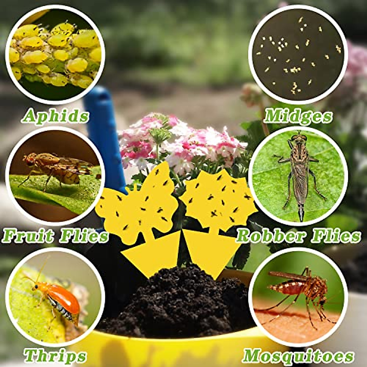 Landisun Fruit Fly Sticky Traps 48PCS Fungus Gnat Traps Bug Traps Gnat Killer for Indoor Outdoor House Kitchen Plants Whitefly Mosquitos Flying Insects JPM0149 Yellow