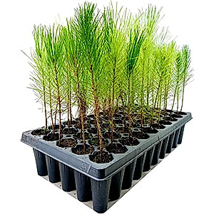 Loblolly Pine Tree | 3 Live Plants | Pinus Taeda | Fast Growing Stately Shade Tree