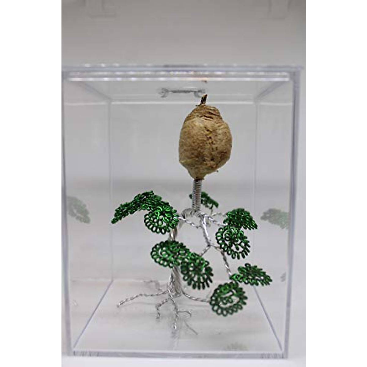 TruBlu Supply Live Chinese Ootheca Praying Mantis Egg Case + Crystal Clear Hatching Habitat Incubator Kit (Bonsai Tree),Mixed