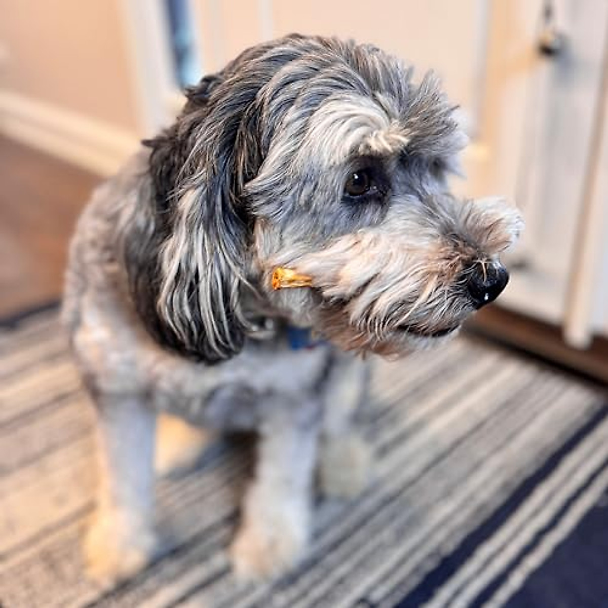 Fieldcrest Farms Nothin' to Hide Mini Holiday Candy Cane Chicken Flavor Dog Chews, Rawhide-Free, Easily Digestible, Long-Lasting, All-Natural Treats for Moderate Chewers up to 15lbs, 6-Ct