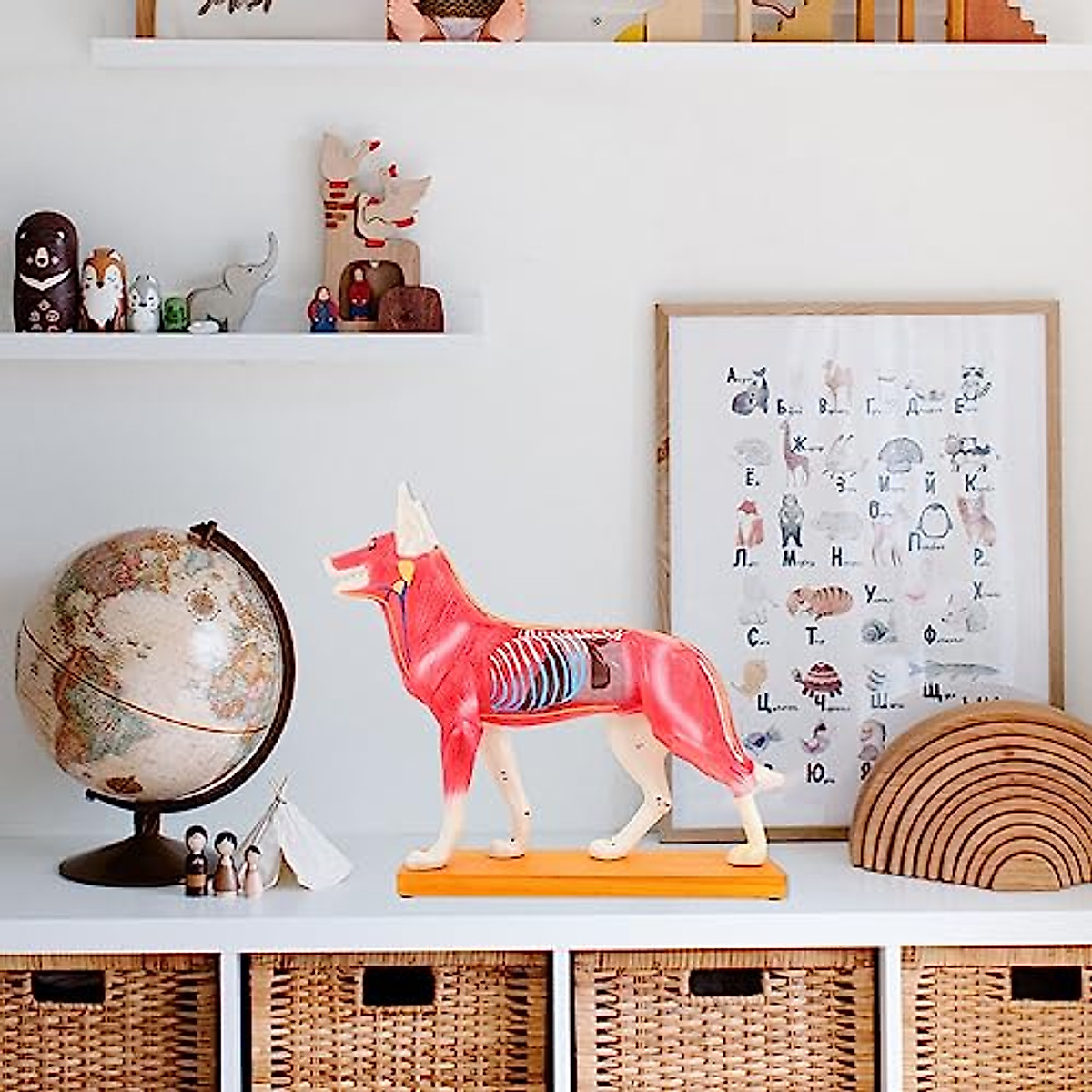 4D Vision Dog Anatomy Model, Dog Model Anatomy Teaching Tool Animal Pressure Points Veterinary Training for Animal Teaching Demonstration, Pet Clinic Veterinary TrainingSchool Teaching Tool