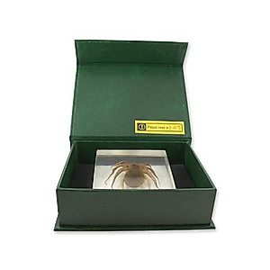 REALBUG Octopus Specimen