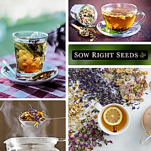 Sow Right Seeds - Large Herbal Tea Garden Seed Collection - Lemon Balm, Mint, German Chamomile, Lavender, Echinacea, Holy Basil, Calendula, Borage, Hyssop, Peppermint Non-GMO Heirloom Seeds