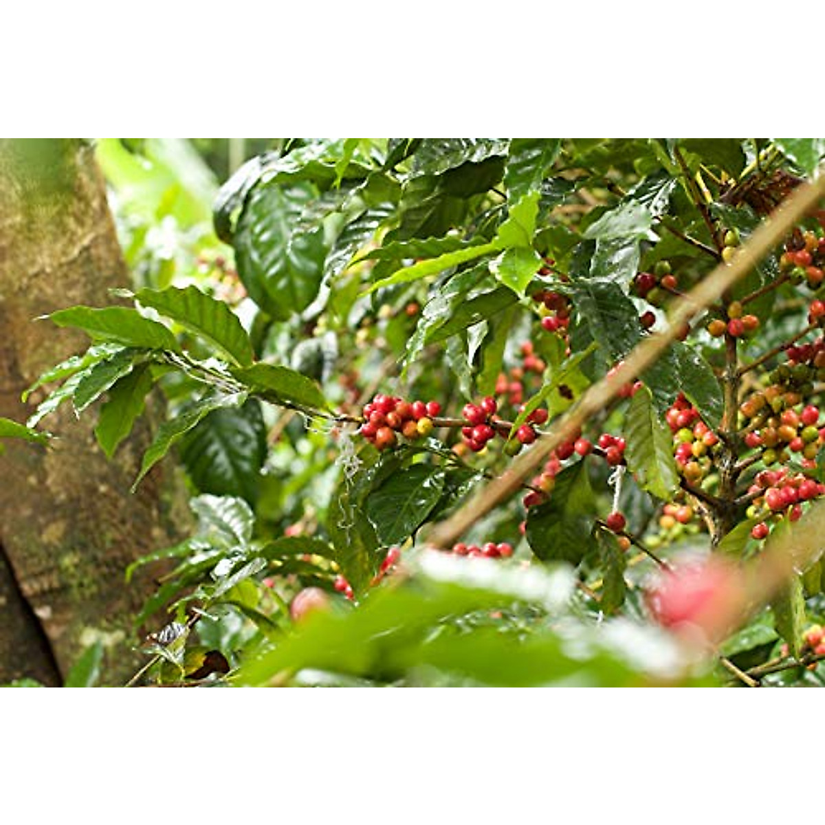 12 oz. Bulk Cascara | Dried Coffee Cascara | Antioxidant Super-Tea