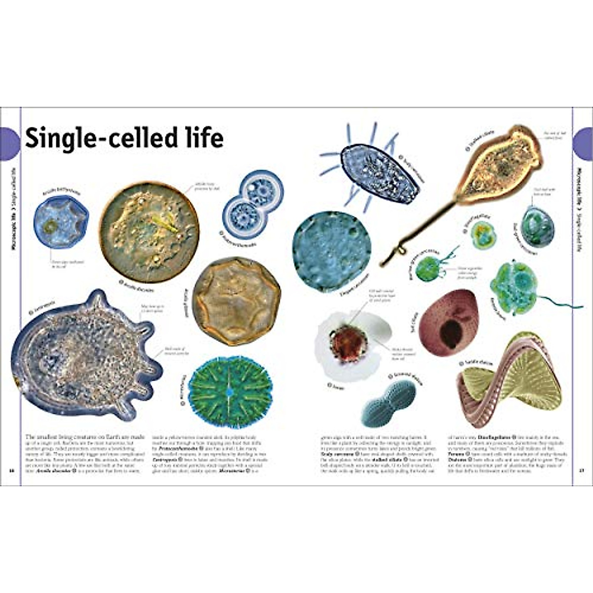 The Animal Book: A Visual Encyclopedia of Life on Earth (DK Our World in Pictures)