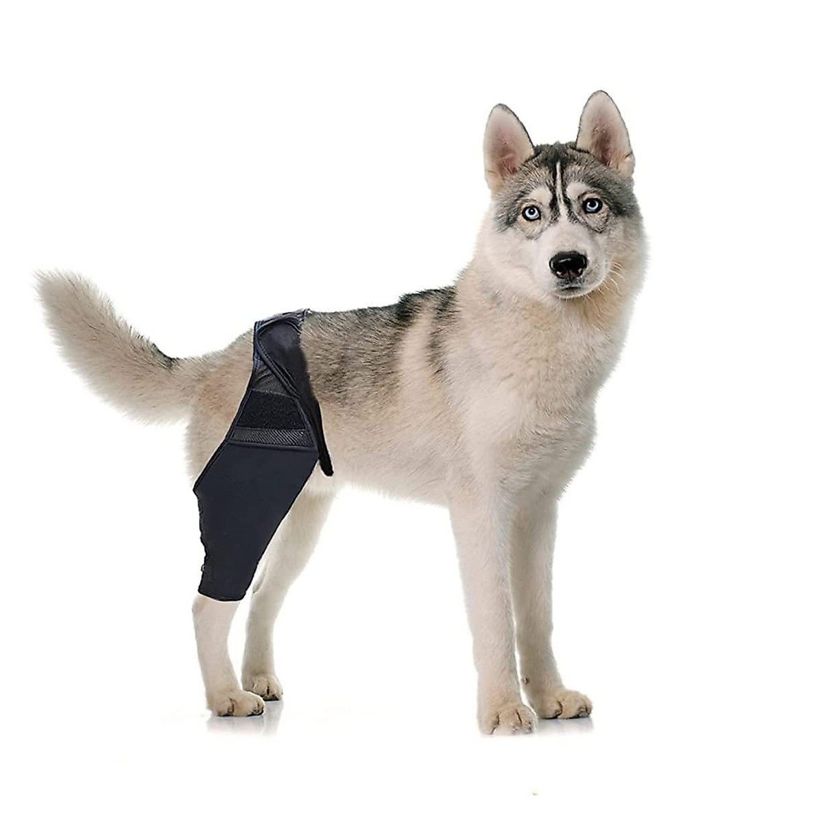 DRESSOOS Dog Foreleg Support Brace Dog Hindleg Cover Dog Leg Braces for Foreleg Dog Back Leg Protector Dog Bandages for Wounds Cat Leg Splint Dog Joint Supplies Pet Neoprene Fabric Puppy