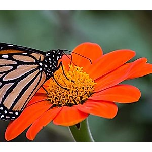 Mexican Sunflower Seeds for Planting | Non-GMO & Heirloom Flower Seeds | 50 Giant Mammoth Sunflower Seeds to Plant Home Outdoor Garden | Buy Planting Packets in Bulk (2 Packs)