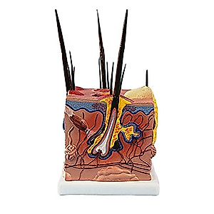 FBITE Anatomy Model, Assembly Educational Model Dog Sick Skin Model Pathological Dog Skin Model Scientific Anatomical Animal Model Educational Teaching Model for Study Display