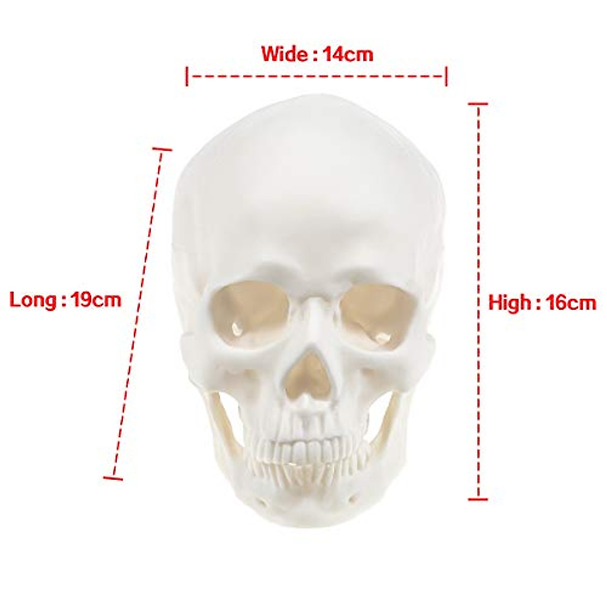 Medical Anatomical Skull Model - 1:1 Life Size Replica Anatomy Adult Human Head Bone for Science Lab, Educational