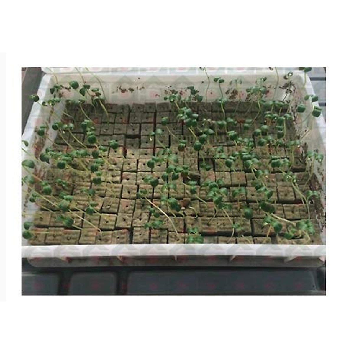 1.5 inch Rockwool/Stonewool Grow Cubes Starter Sheets for Cuttings, Cloning, Plant Propagation, Seed Starting Hydroponic Grow Media Growing Medium for Vigorous Plant Growth (28, 1.5)1