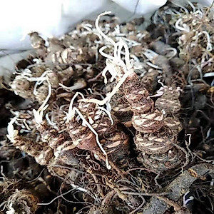 20g Red Oxalis corymbosa DC Bulbs Red Shamrock Wood Sorrel Flower Oxalis triangularis Purple Shamrock Bulbs Red Shamrock for Home Garden Outdoor Planting.