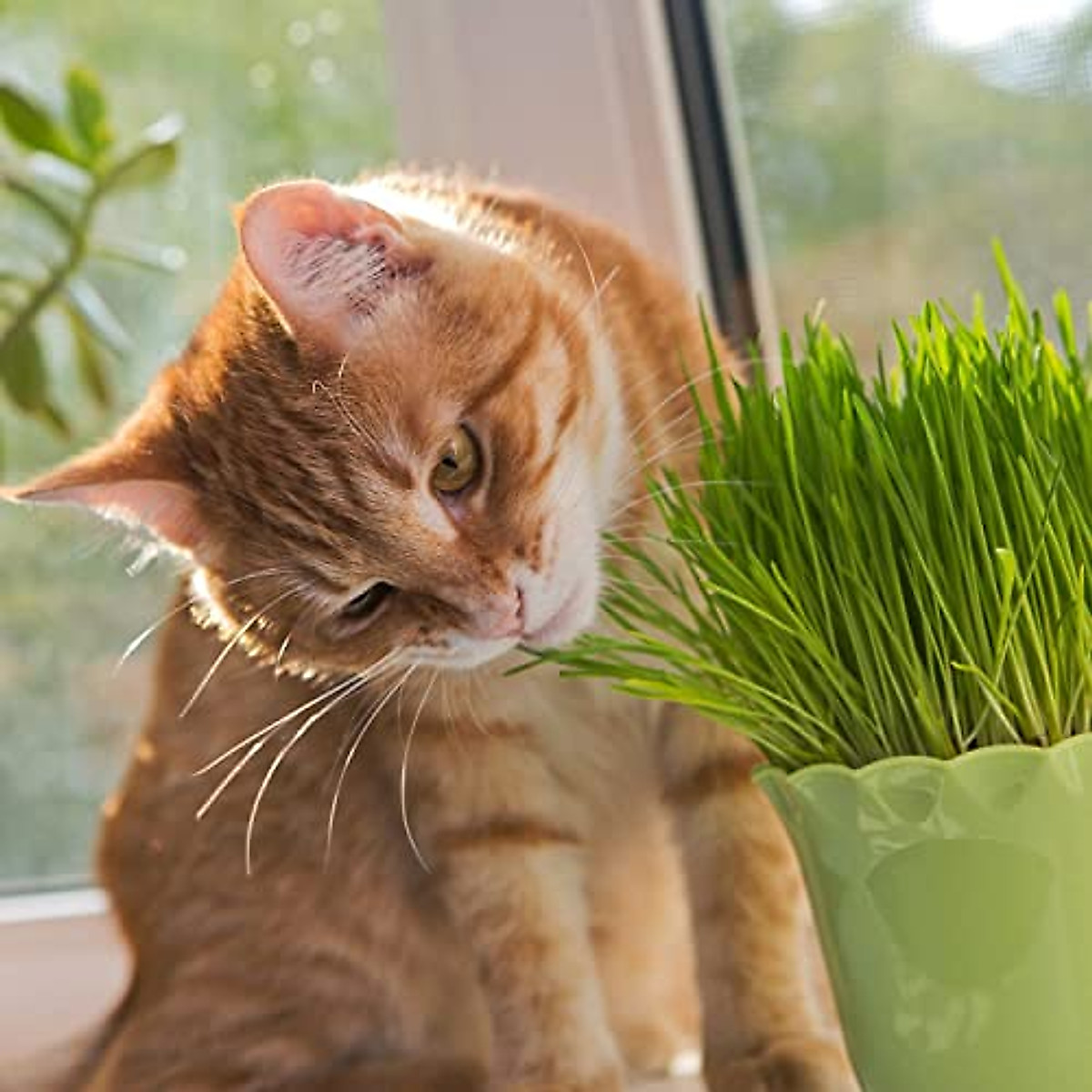 Bonnie Plants Pet Grass Live Edible Plant - 4 Pack, Pet Friendly, Great For Dogs & Cats, Perfect For Indoors