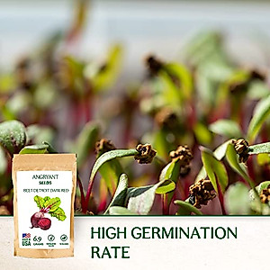 Heirloom Detroit Dark Red Beet Seeds for Planting - 1,200+ Non-GMO Seeds - 100% USA Grown - Suitable for Indoors and Outdoors Home Vegetable Garden - Easy to Grow Sweet Beets with Deep Crimson Flesh